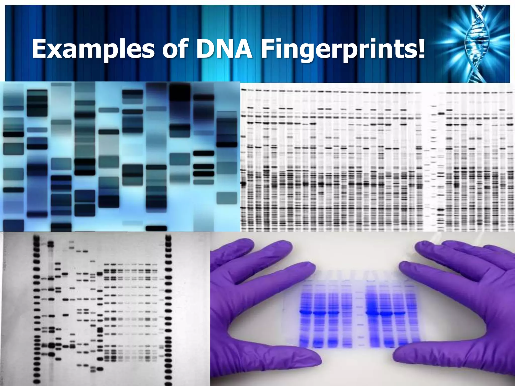Dna fingerprinting! | PPTX
