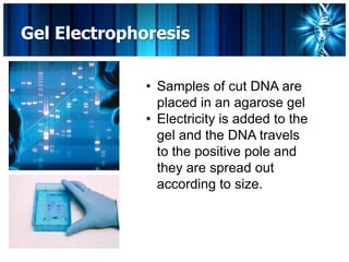 Dna fingerprinting! | PPTX