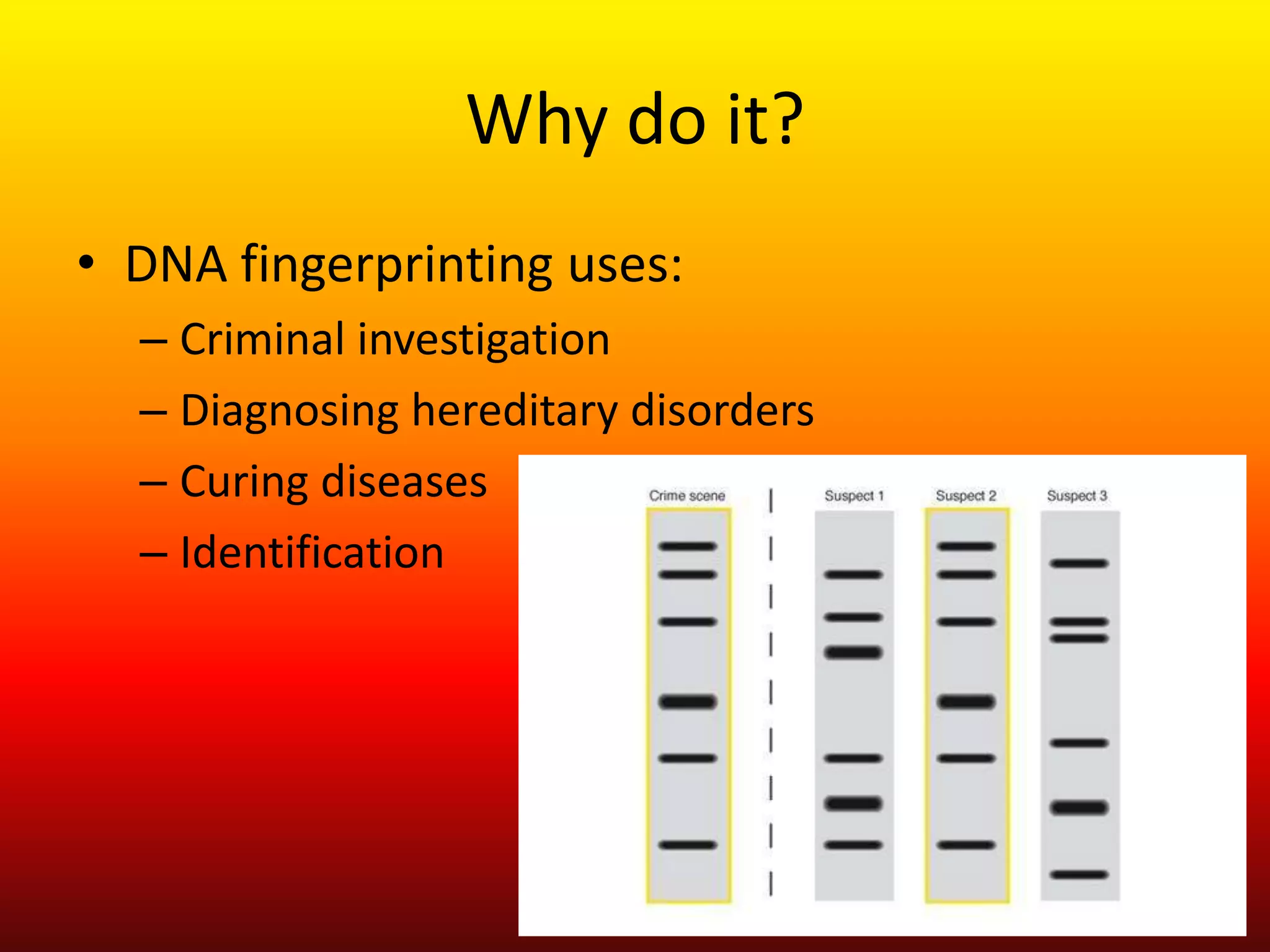 Dna fingerprinting | PPTX | Genetics | Science
