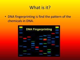 Dna fingerprinting | PPTX | Genetics | Science