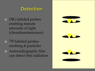 Dna fingerprinting | PPTX
