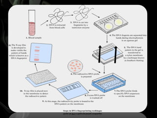Dna Fingerprinting Process In Steps