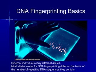 Dna fingerprinting | PPT