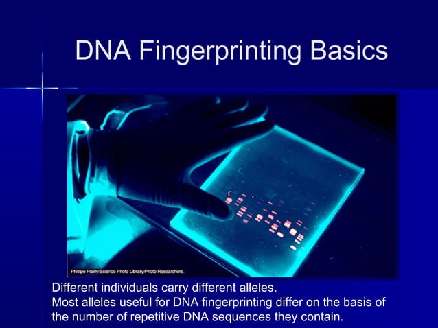 Dna fingerprinting | PPT