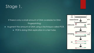Dna fingerprinting | PPTX