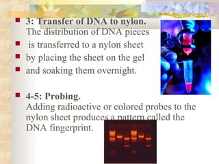 Dna fingerprinting | PPT