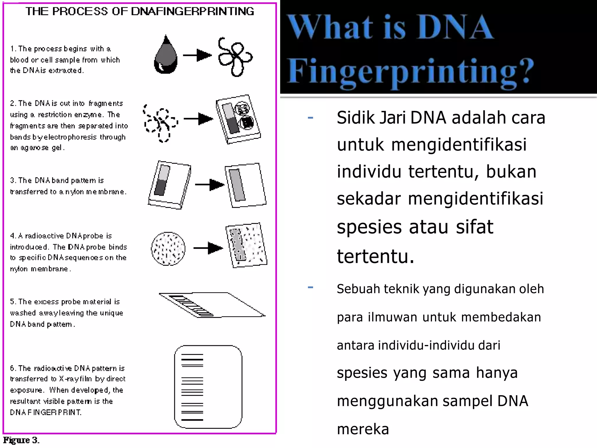 dnafingerprinting-150731110937-lva1-app6892.en.id.pptx