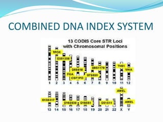 Dna finger printing | PPTX