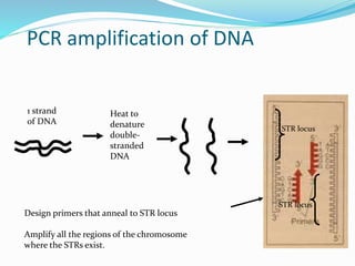 Dna finger printing | PPTX