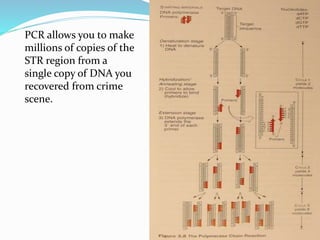 Dna finger printing | PPTX