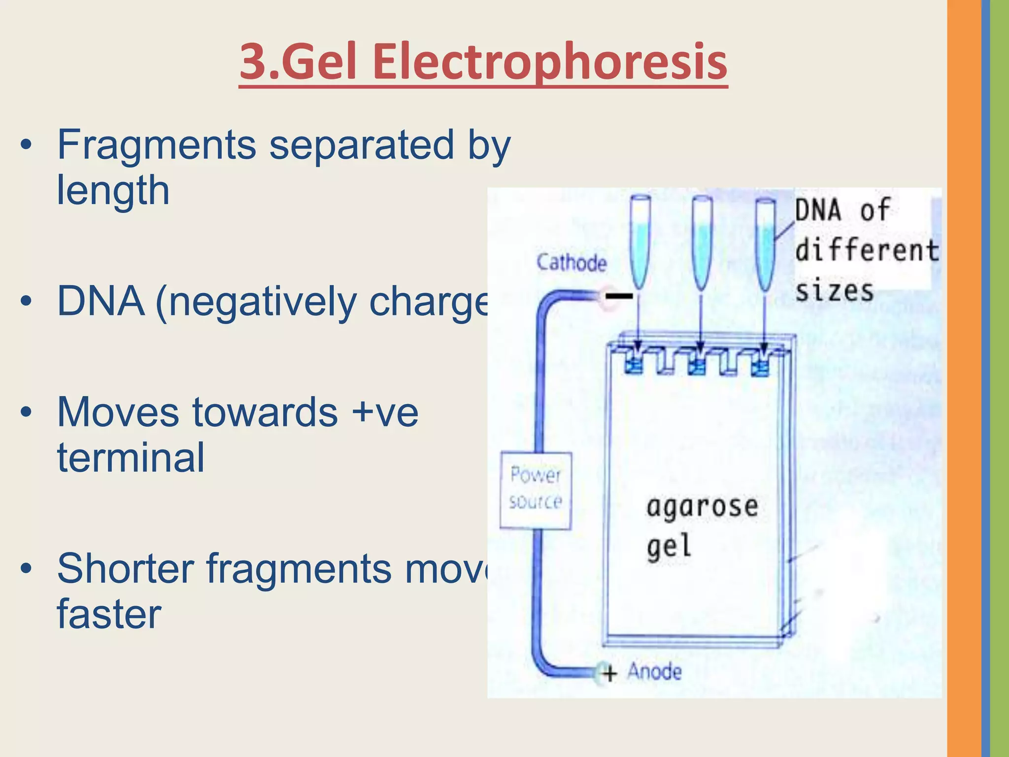 Dna fingerprinting | PPTX