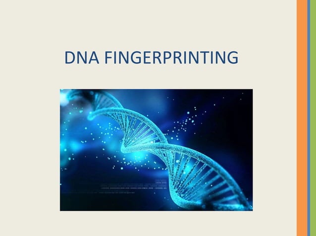 Dna fingerprinting | PPTX | Genetics | Science