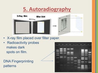 Dna fingerprinting | PPTX
