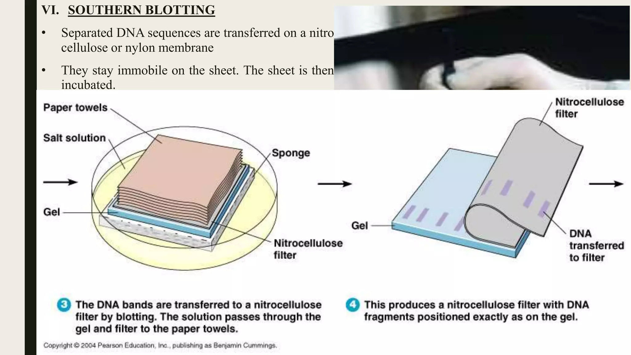 Dna finger printing | PPTX