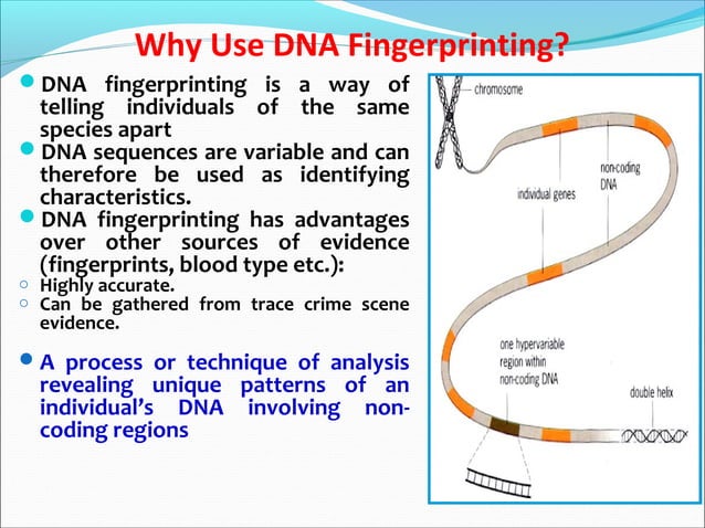 DNA fingerprinting | PPT | Genetics | Science