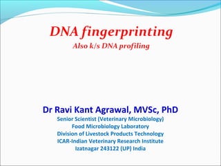 Dna Fingerprinting Process Animation