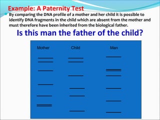 Dna Fingerprinting Paternity Test