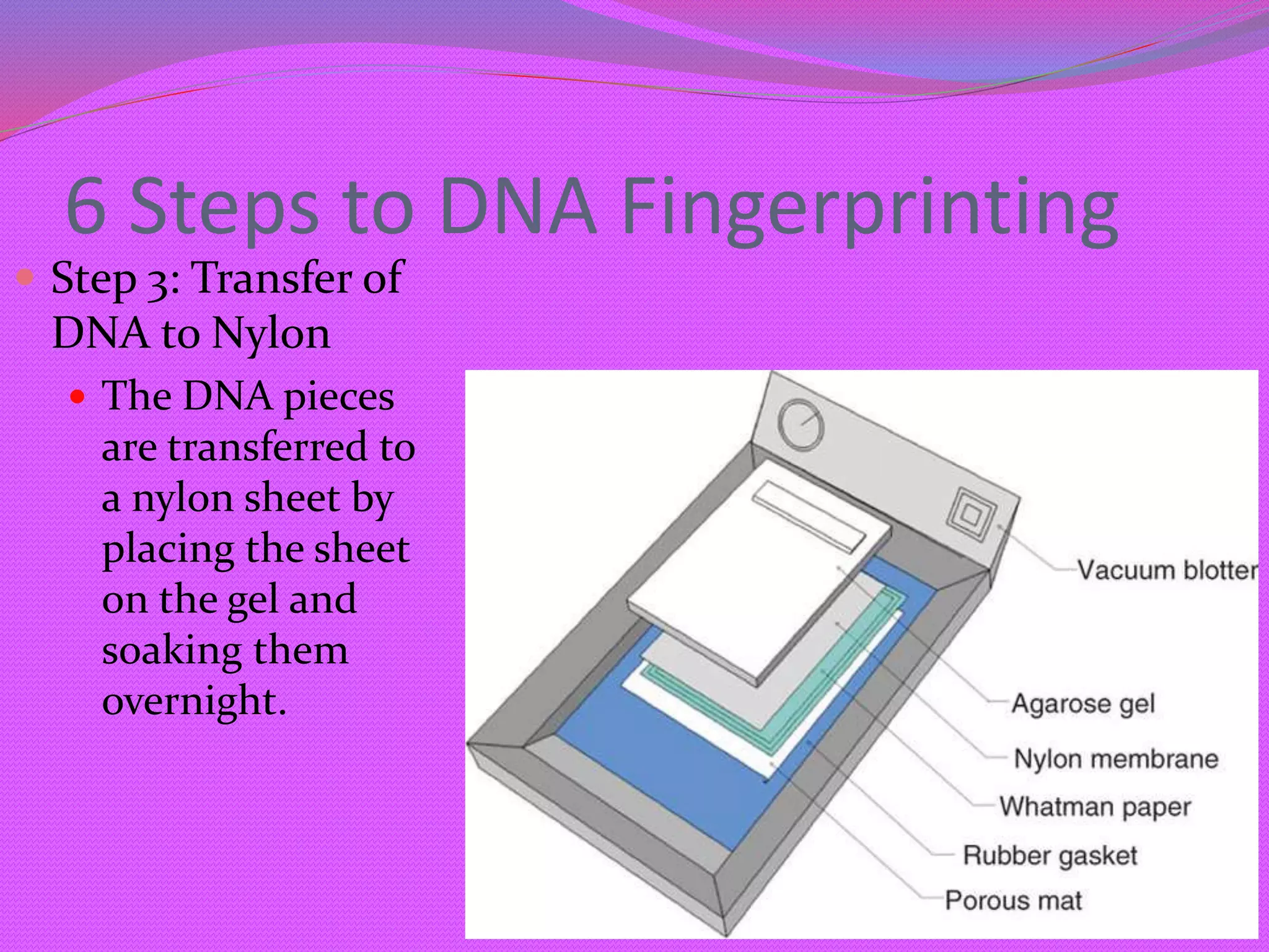 Dna fingerprinting | PPTX