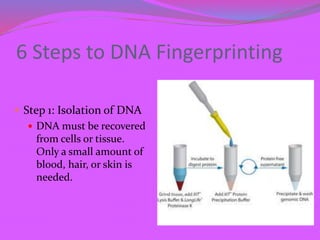 Dna fingerprinting | PPTX | Genetics | Science