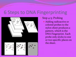 Dna fingerprinting | PPTX | Genetics | Science