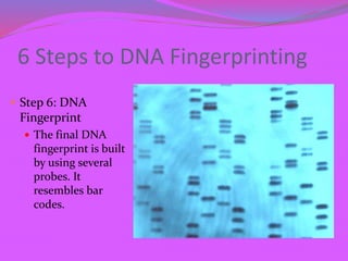 Dna fingerprinting | PPTX | Genetics | Science