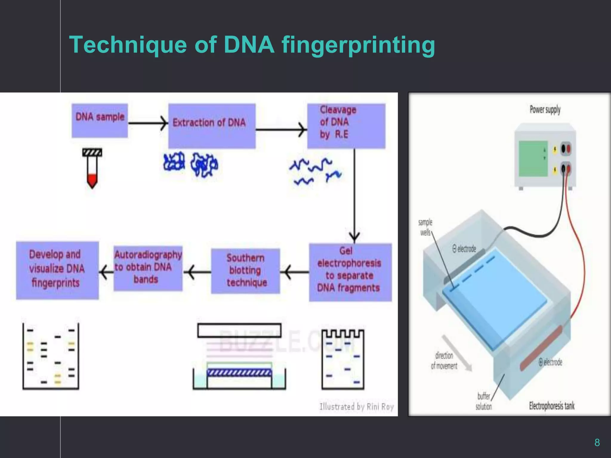Dna fingerprinting | PPTX | Genetics | Science