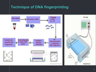 Dna fingerprinting | PPTX
