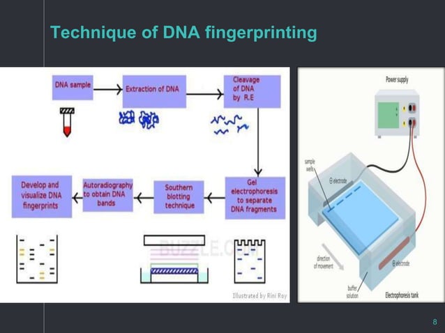 Dna fingerprinting | PPT