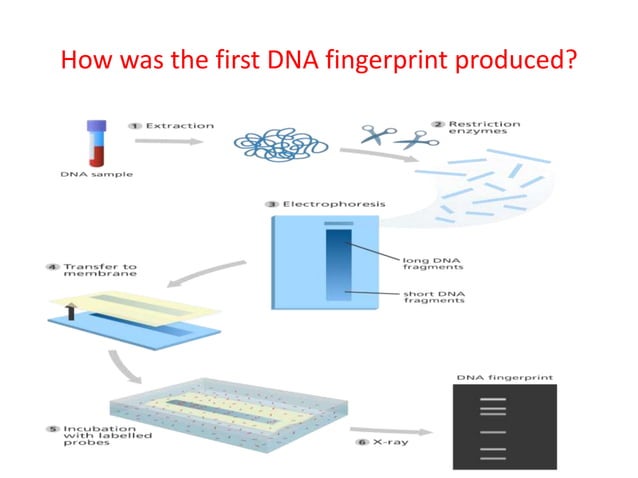 Dna fingerprinting | PPTX