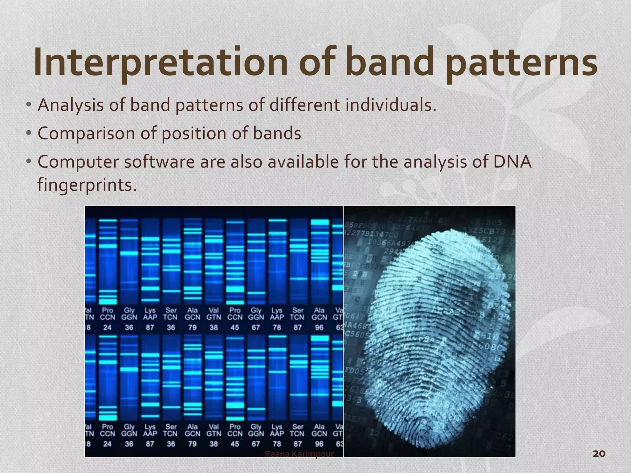 Dna finger printing | PPTX