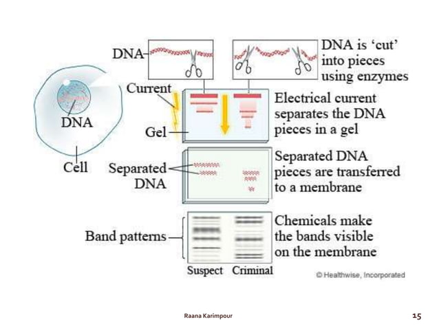 Dna finger printing | PPTX | Biological Sciences | Science