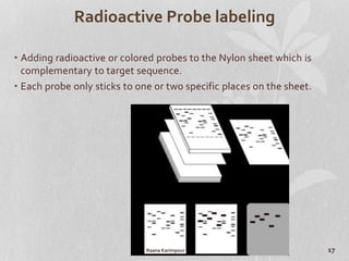 Dna finger printing | PPTX