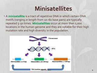 Dna finger printing | PPTX