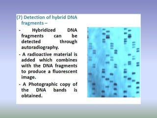 Dna finger printing | PPT