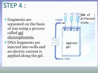 Dna finger printing | PPT
