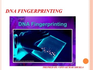 Dna fingerprinting | PPTX
