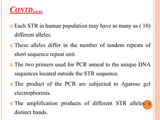 Dna fingerprinting | PPT