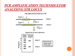 Dna fingerprinting | PPT