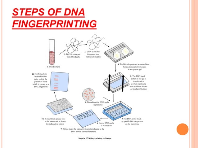 Dna fingerprinting | PPT
