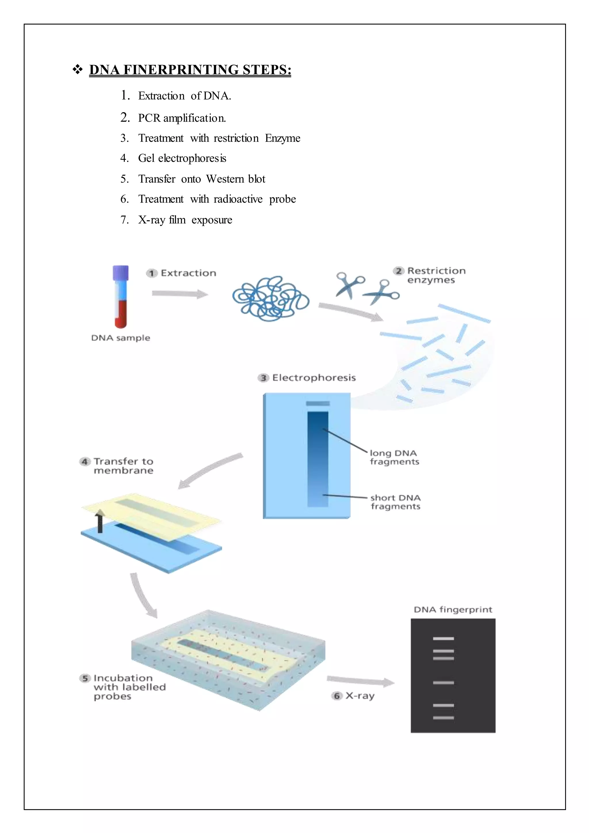 Dna finger printing | DOCX | Genetics | Science