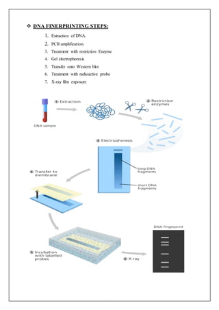 Dna finger printing | DOCX | Genetics | Science