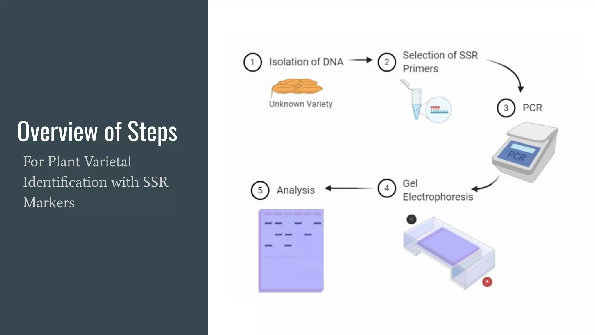 DNA Fingerprinting for Varietal Identification | PDF