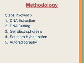 Dna fingerprinting | PPTX