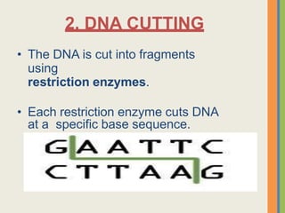 Dna fingerprinting | PPTX