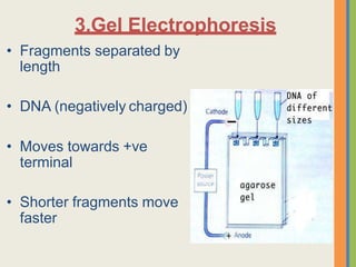 Dna fingerprinting | PPTX