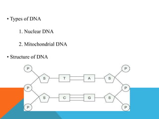 DNA | PPT