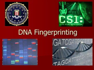 DNA Fingerprinting.ppt | Genetics | Science