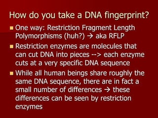 DNA Fingerprinting.ppt | Genetics | Science