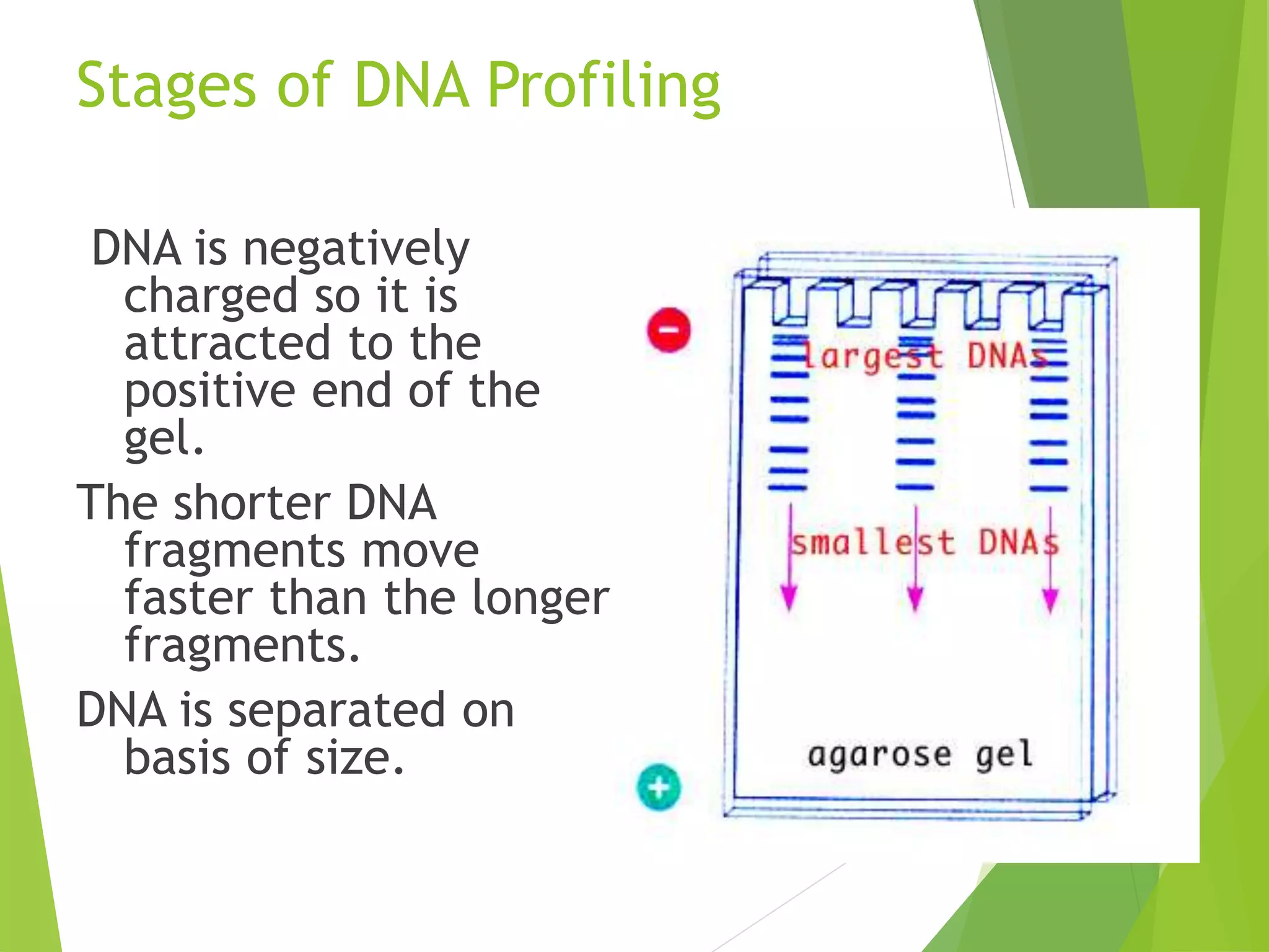 DNA FIngerprinting.ppt
