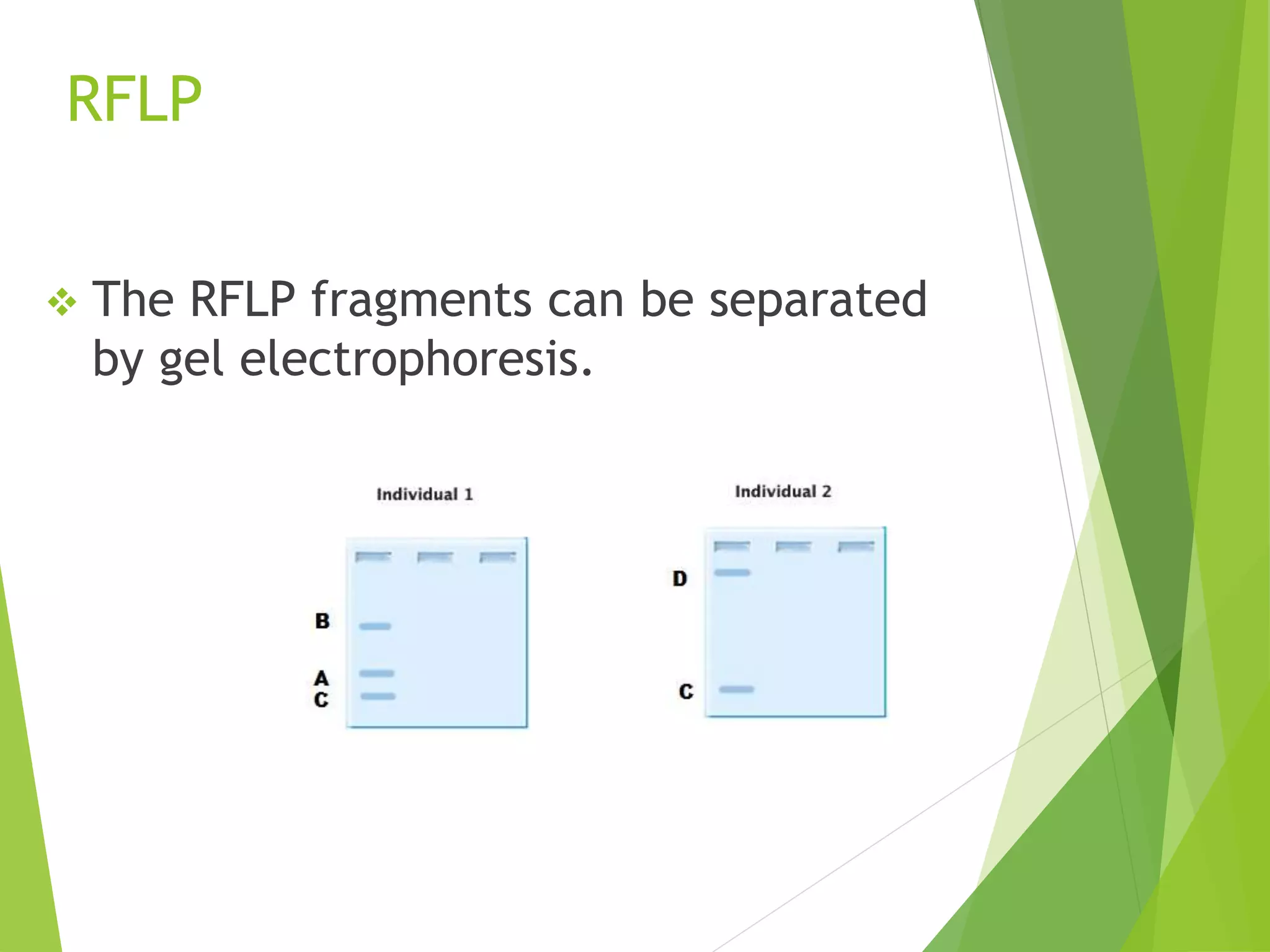 DNA FIngerprinting.ppt